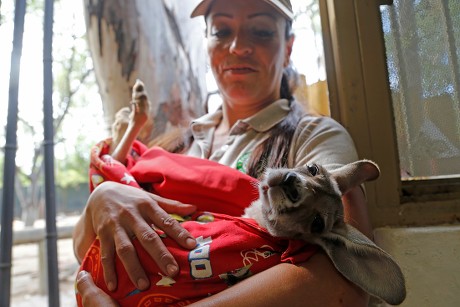 View Khya Eightmonths Red Kangaroo Guadalajara Editorial Stock Photo ...