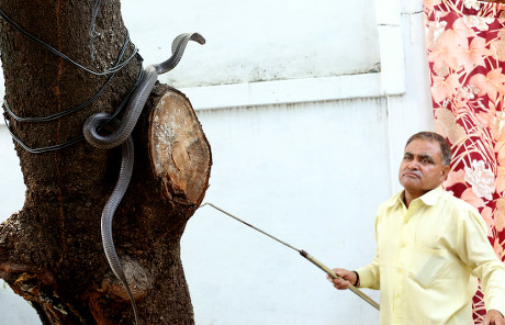 Snake catcher catches Cobra snake in Bhopal, India - 16 Jul 2019 Stock ...