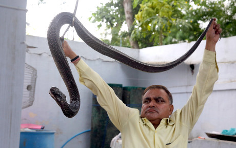 Snake catcher catches Cobra snake in Bhopal, India - 16 Jul 2019 Stock ...