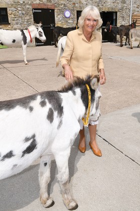 Camilla Duchess Cornwall Visits Donkey Sanctuary Editorial Stock Photo ...