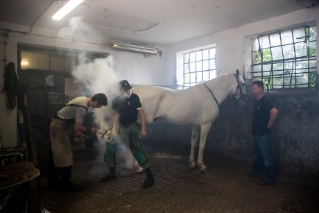 Farrier Prepares Horseshoe National Stud Farm Editorial Stock Photo ...