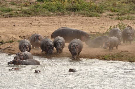 Hippos Racing Into Runde River Editorial Stock Photo - Stock Image ...