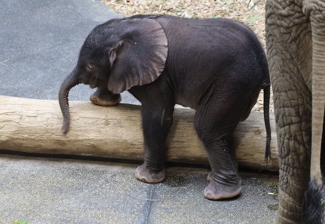 baby elephant born vienna zoo Stock Photos (Exclusive) | Shutterstock