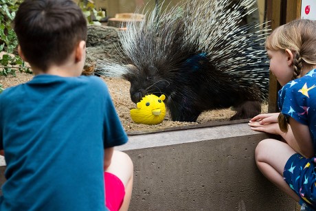 Animal Adventure Playpark opens at London Zoo, UK - 30 Jul 2019 Stock ...