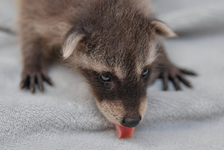 Raccoon Cub Procyon Lotor Rests On Editorial Stock Photo - Stock Image ...