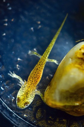 Detail Amphibian Kaiser Salamander Fish Tank Editorial Stock Photo ...