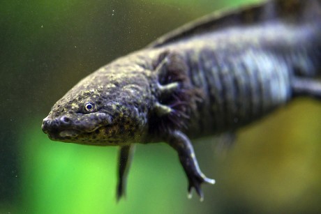 Detail Amphibian Axolote Fish Tank One Editorial Stock Photo - Stock ...