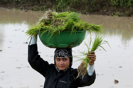 Indian Laborer Carries Paddy Seedlings Plantation Editorial Stock Photo ...