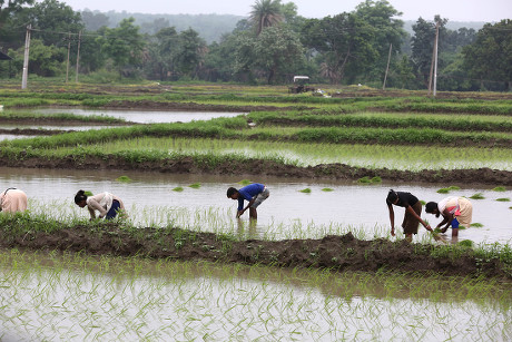 Indian Laborers Plant Paddy Seedlings Agricultural Editorial Stock ...