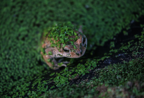 Frog Rests Between Azolla Plants On Editorial Stock Photo - Stock Image ...