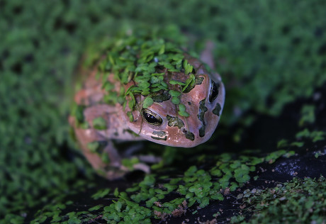 Frog Rests Between Azolla Plants On Editorial Stock Photo - Stock Image ...