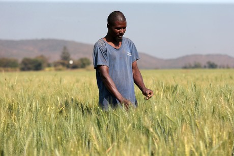 Man Buys Maize Grain Trader Harare Editorial Stock Photo - Stock Image ...