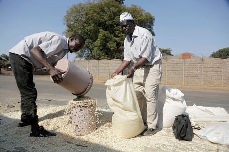 Man Buys Maize Grain Trader Harare Editorial Stock Photo - Stock Image ...