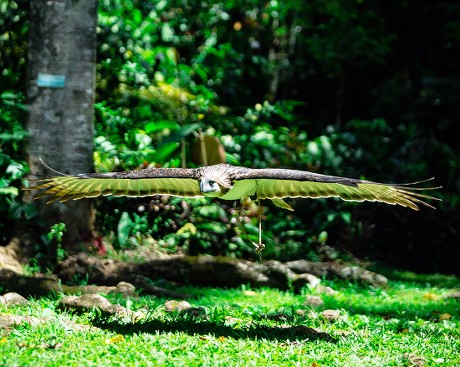 89 Philippine eagle Stock Pictures, Editorial Images and Stock Photos ...