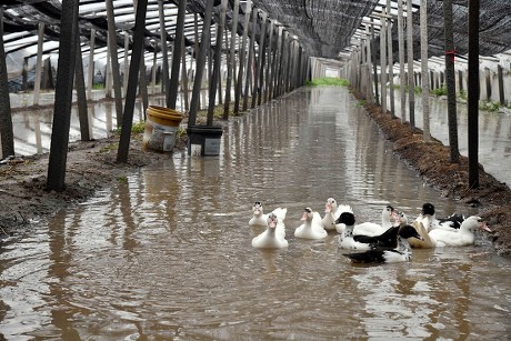 Vegetable Greenhouse Flooded Due Heavy Rainstorms Editorial Stock Photo ...