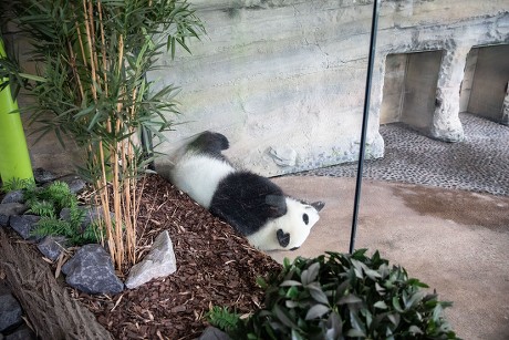 Female Giant Panda Meng Meng Enclosure Editorial Stock Photo - Stock ...