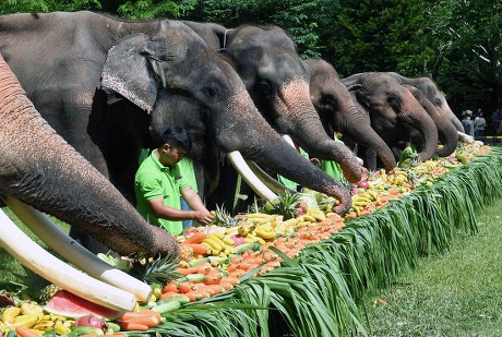 Staff Members Feed Asian Elephants During Editorial Stock Photo - Stock ...