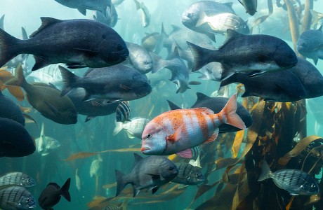 Red Stumpnose Fish Swims Kelp Forest Editorial Stock Photo - Stock ...