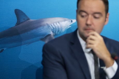 Luke Warwick Associate Director Sharks Rays Editorial Stock Photo ...