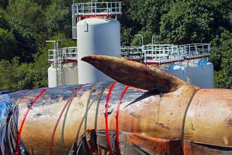 Corpse Fin Whale Transported On Lowboy Editorial Stock Photo - Stock ...