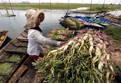 Cambodian Woman Stacks Produce Floating Vegetable Editorial Stock Photo ...