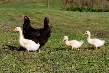 Henrietta Chicken Her Three Adopted Ducklings Editorial Stock Photo ...