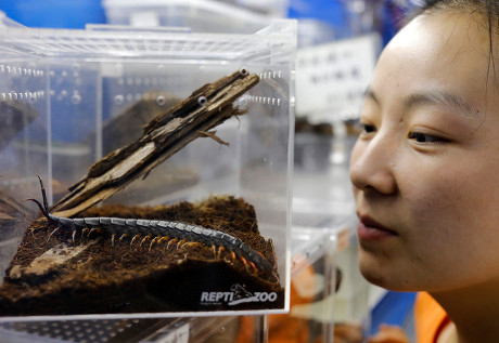 CHINESE WOMAN LOOKS GIANT CENTIPEDE REARING Editorial Stock Photo ...