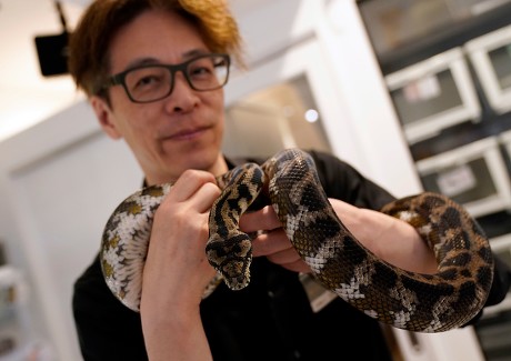 Tokyo Snake Center General Manager Hisamitsu Editorial Stock Photo ...