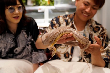 Man Holds Corn Snake Tokyo Snake Editorial Stock Photo - Stock Image ...