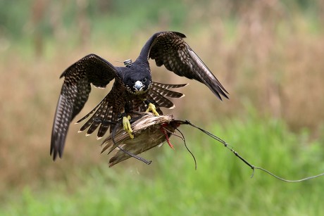 Peregrine Falcon Catches Fake Bait During Editorial Stock Photo - Stock ...