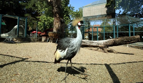 Belgrade Zoo Garden, Serbia - 28 Aug 2019 Stock Pictures, Editorial ...