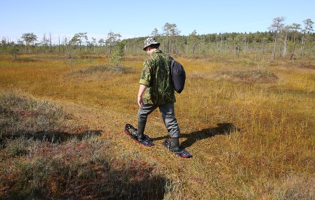 Tourist Walks Swampshoes Elnya Marsh One Editorial Stock Photo - Stock ...