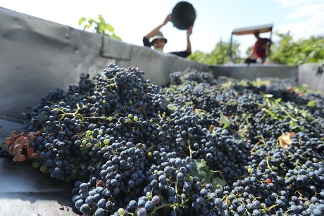 __COUNT__ Grape harvest in Georgia, Giorgeti - 03 Sep 2019 Stock ...