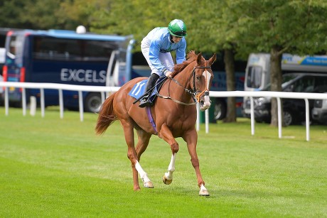 Jockey Luke Catton During Racing Salisbury Editorial Stock Photo ...