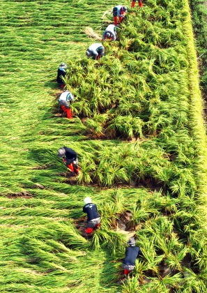 South Korean Soldiers Pick Rice That Editorial Stock Photo - Stock ...