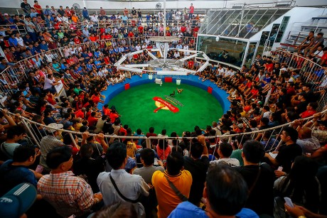 Cocks Fight Spectators Cheer Place Bets Editorial Stock Photo - Stock ...