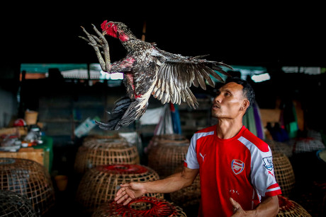 Rooster Does Practice Jumps Trainer Cockfighting Editorial Stock Photo ...