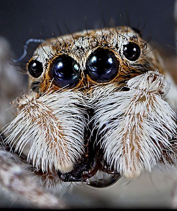 Closeup Doeeyed Jumping Spiders Face Editorial Stock Photo - Stock ...