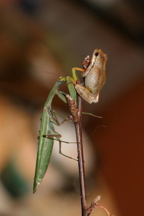 Hungry Praying Mantis Grabs Tree Frog Editorial Stock Photo - Stock ...