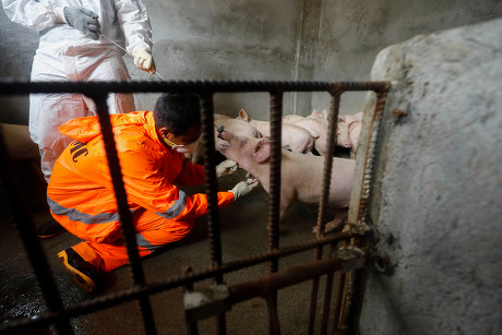 __COUNT__ Blood samples taken from pigs for Swine Fever testing east of ...