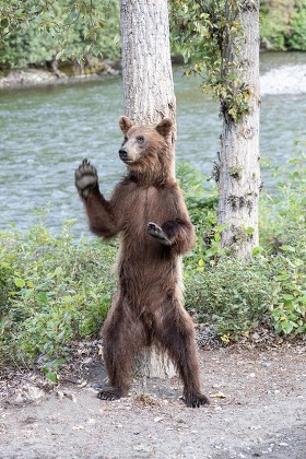 Grizzly Bear Rubbing Back Against Tree Editorial Stock Photo - Stock ...