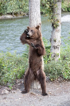 Grizzly Bear Rubbing Back Against Tree Editorial Stock Photo - Stock ...