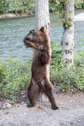 Grizzly Bear Rubbing Back Against Tree Editorial Stock Photo - Stock ...