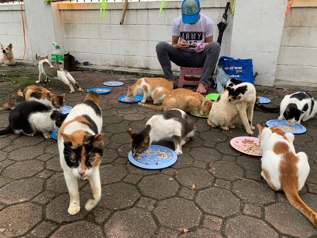 Filipino Animal Protection Advocate Feeds Stray Editorial Stock Photo ...