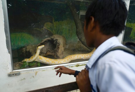 Visitors Looking Burmese Python Enclosure Assam Editorial Stock Photo ...