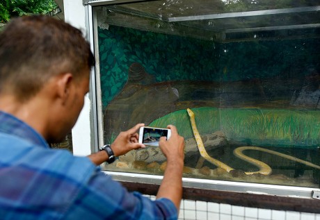 Visitors Looking Burmese Python Enclosure Assam Editorial Stock Photo ...