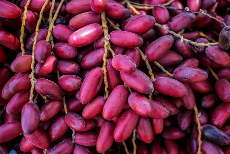 Red Dates Picked Palm Trees Seen Editorial Stock Photo - Stock Image ...