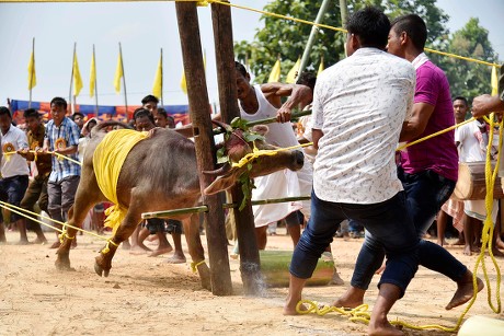 Animal Sacrifice During Durga Puja Festival Editorial Stock Photo ...
