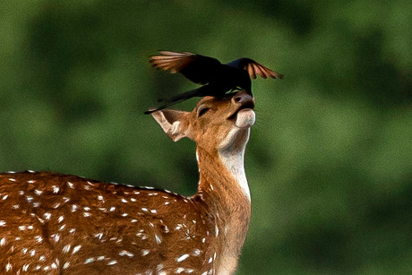 Spotted Deer Drongo Bird Editorial Stock Photo - Stock Image | Shutterstock