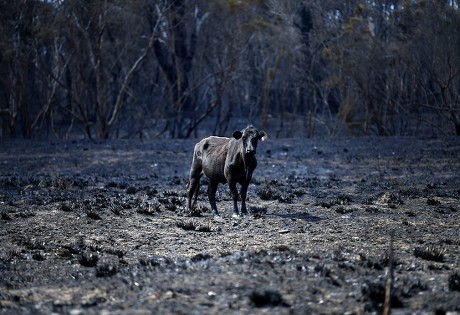 Cow Stands Burnt Out Field Rappville Editorial Stock Photo - Stock ...